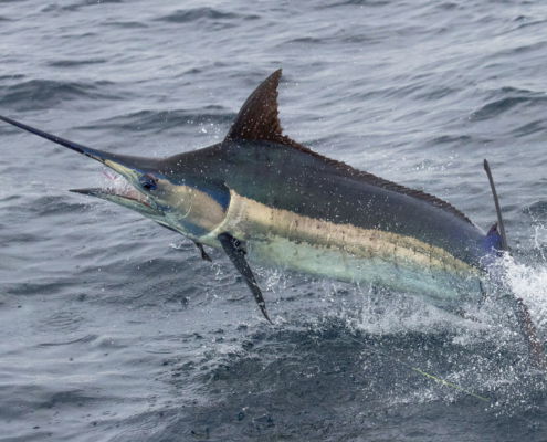 Billfish Bill Morphology: Evolution and Feeding Patterns of Marlin ...