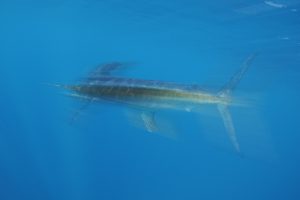 Education - The Billfish Foundation