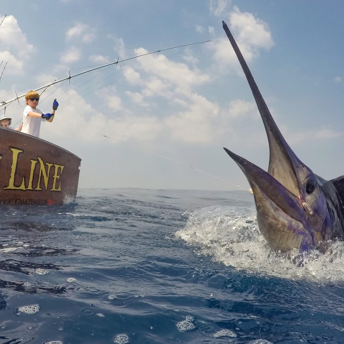Tag & Release - The Billfish Foundation
