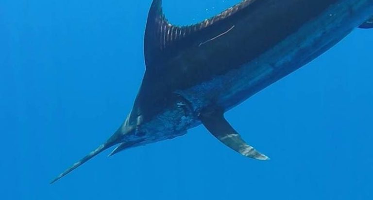 Home - The Billfish Foundation
