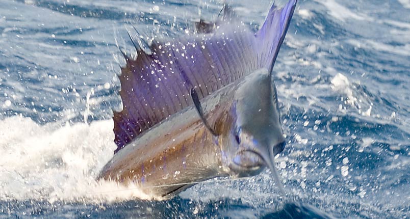 Home - The Billfish Foundation