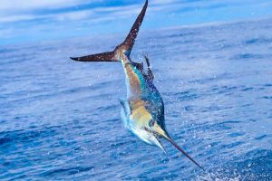Education - The Billfish Foundation