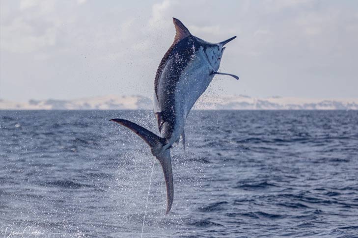 Black Marlin - The Billfish Foundation