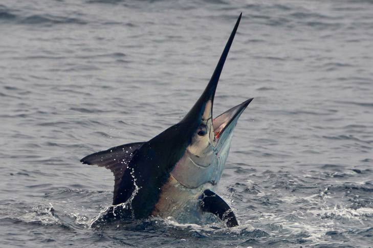 Blue Marlin - The Billfish Foundation