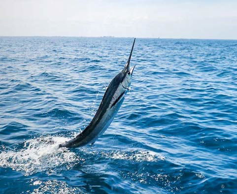 Tag & Release Database - The Billfish Foundation