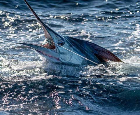 Research - The Billfish Foundation